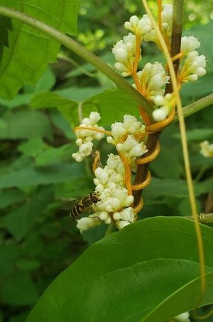 Compact dodder (Cuscuta compacta) - PictureThis