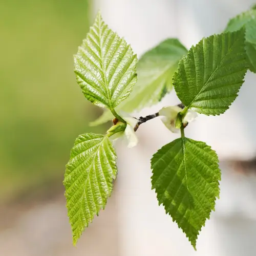 How to Plant and Grow Paper birch(Betula papyrifera)