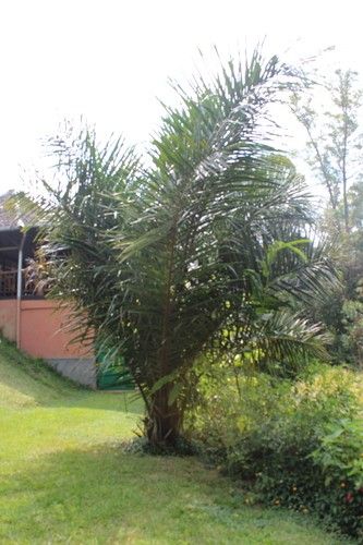 How to Incorporate Raffia palm in Your Garden Landscaping?