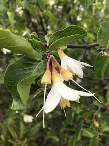 How to Prune Drug snowbell