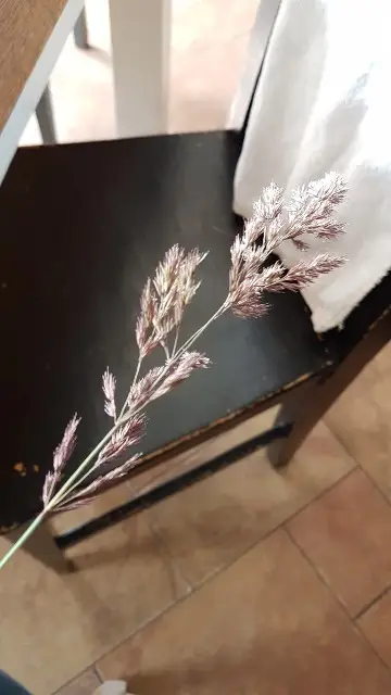 Japanese lovegrass (Eragrostis multicaulis) Flower, Leaf, Care, Uses ...