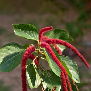 Cola de gato (Acalypha hispida) - PictureThis