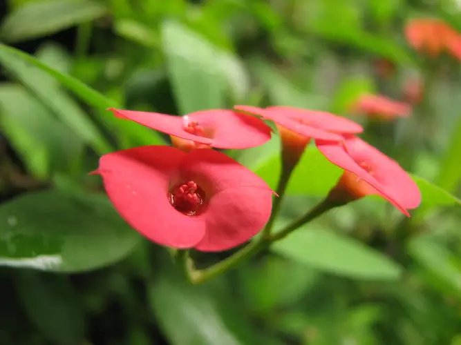 How to Plant and Grow Crown of thorns(Euphorbia milii)
