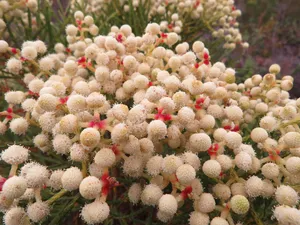How to Prune Common button bush