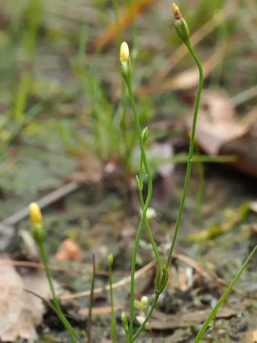 Cicendia filiformis - PictureThis