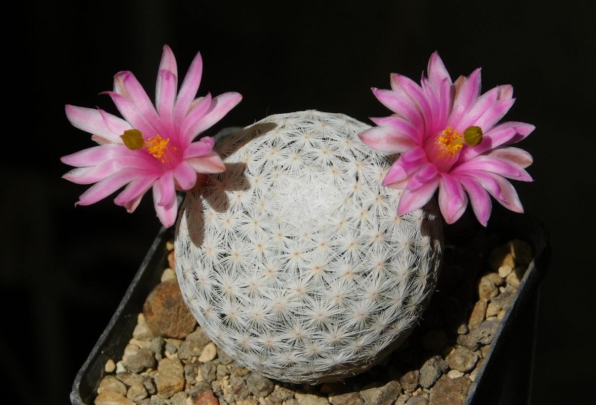 The Symbolic Beauty and Significance of the Golf Ball Cactus Flower
