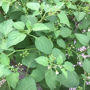 Hierba mora - Solanum ptychanthum (Taxonomía, Características ...
