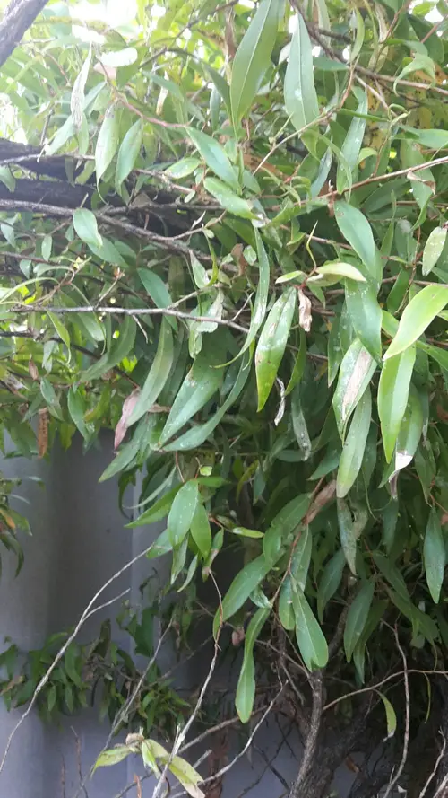 Lanceleaf tongue fern (Pyrrosia lanceolata) Flower, Leaf, Care, Uses ...