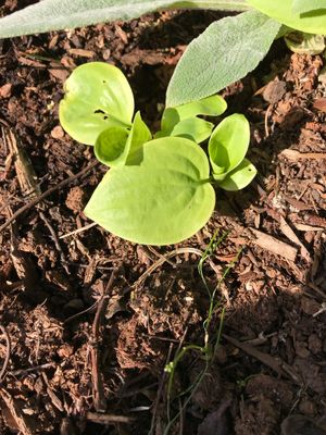 How to Grow and Care for Two-leaved gennaria