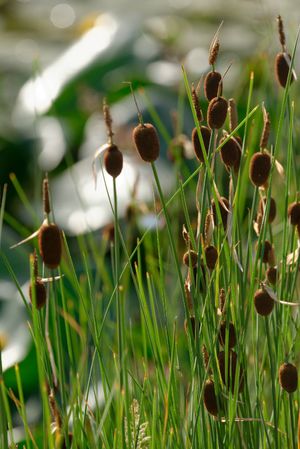 Cómo cultivar y cuidar una Totora