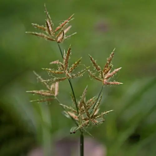 Juncia real (Cyperus rotundus) - PictureThis