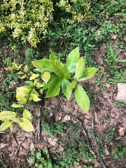 Andean oak (Quercus humboldtii) Flower, Leaf, Care, Uses - PictureThis