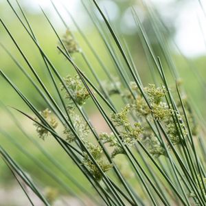 How to Grow and Care for Common rush