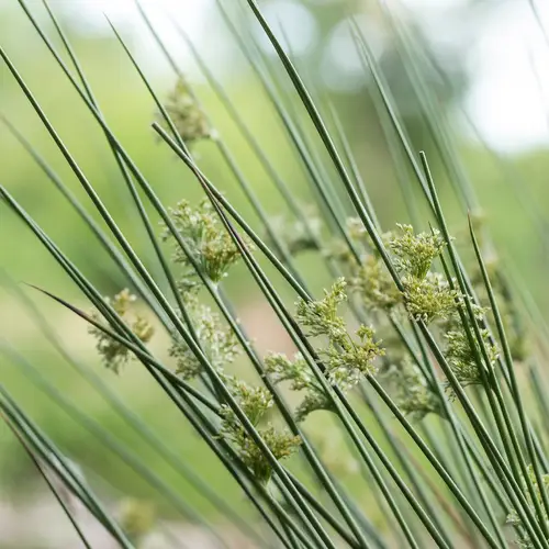 How to Plant and Grow Common rush(Juncus effusus)