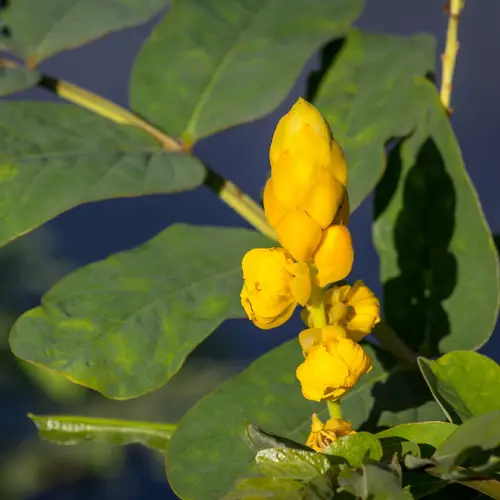 Flor del secreto (Senna alata) - PictureThis