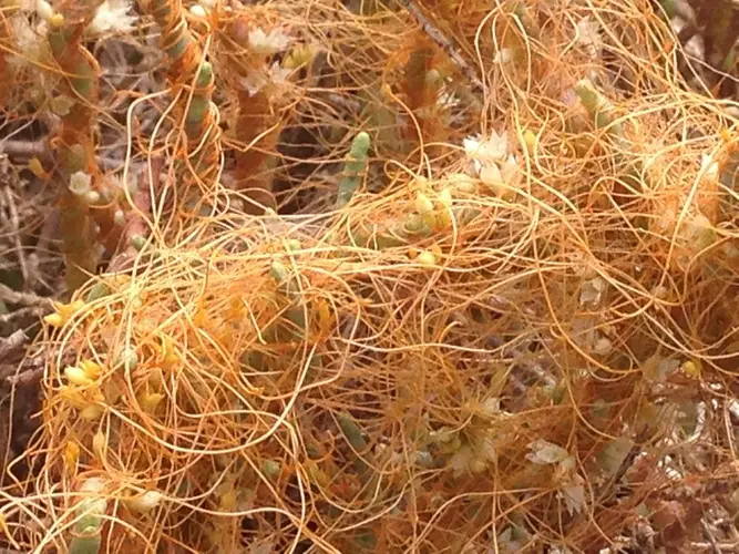 Cuscuta pacifica - PictureThis