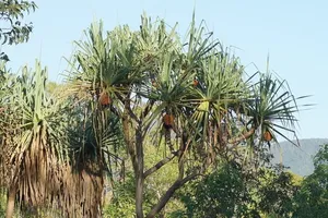 How to Propagate Cook's screw pine