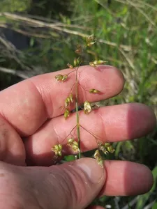 How to Transplant Sweetgrass? (Ideal time, Methods, and Post Care)