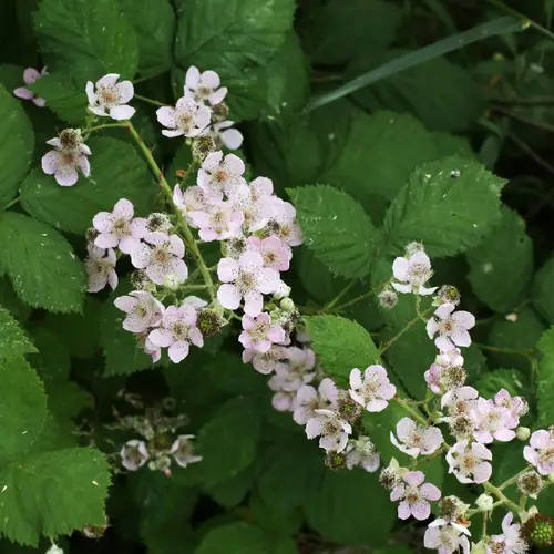 Zarzamora europea (Rubus bifrons) - PictureThis