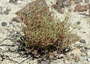 How to Propagate Birdnest buckwheat