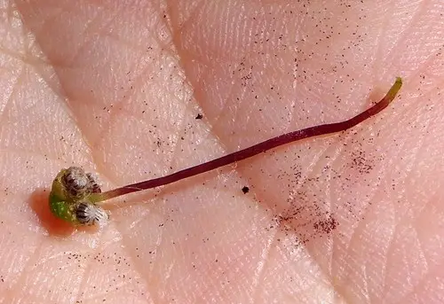 Asterella drummondii Flower, Leaf, Care, Uses - PictureThis