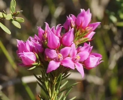 Boronia falcifolia - PictureThis