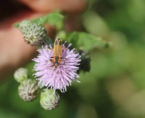 Creeping thistle (Cirsium arvense) Flower, Leaf, Care, Uses - PictureThis