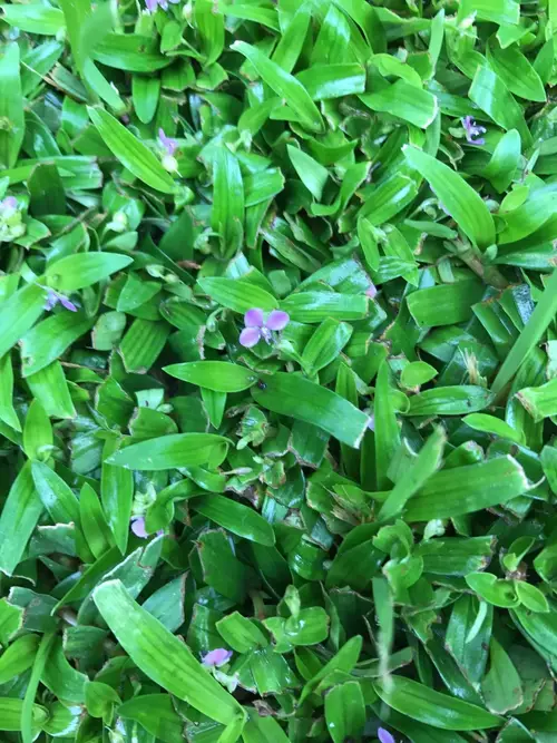 Large bract murdannia (Murdannia bracteata) Flower, Leaf, Care, Uses ...