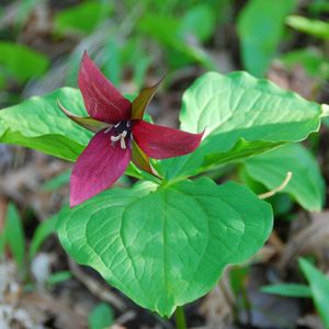 Trilio rojo - Trillium erectum (Cuidado, Características, Flor ...