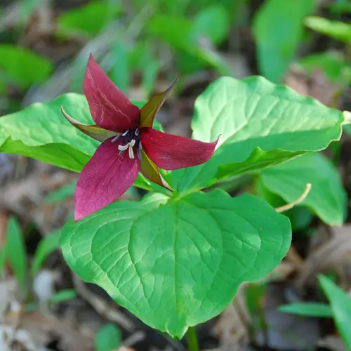 Trilio rojo (Trillium erectum) - PictureThis