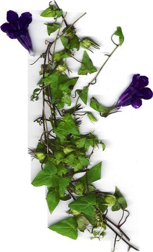 How to Grow and Care for Mexican viper