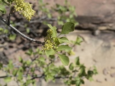 How to Grow and Care for Single-leaf ash