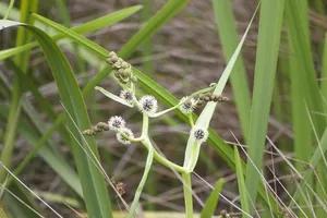 What is the Optimal Temperature for Broadfruit bur-reed? (Range ...