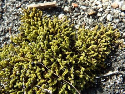 How to Grow and Care for Pleurochaete moss