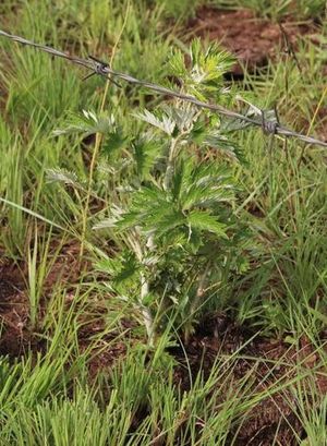 Rubus ludwigii - PictureThis