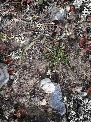 Microseris scapigera - PictureThis