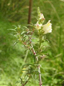 How to Prune Sicilian snapdragon