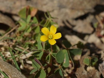 How to Grow and Care for Native oxalis