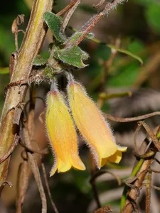 How to Propagate Orange bell-climber