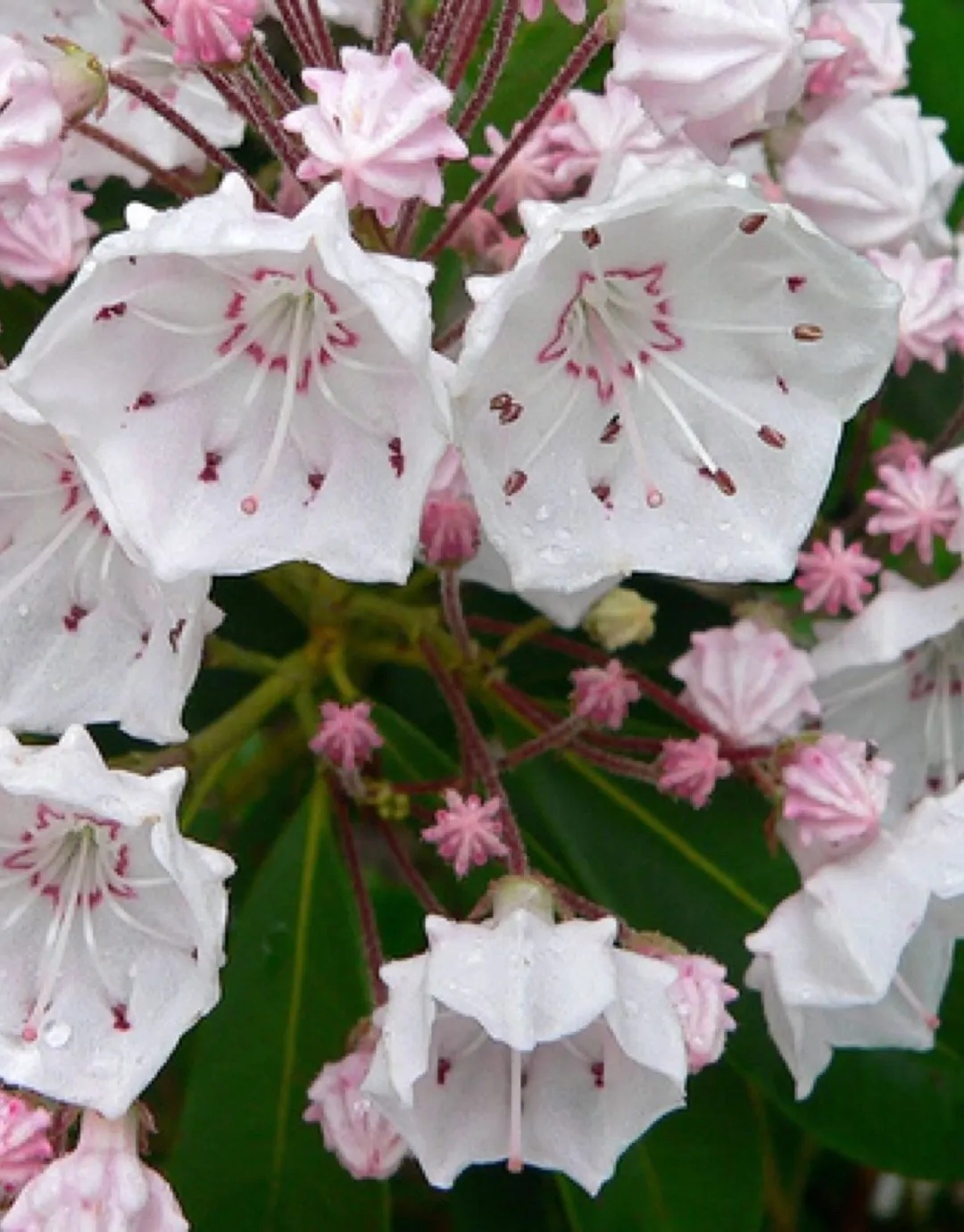 Tiddlywinks Mountain Laurel