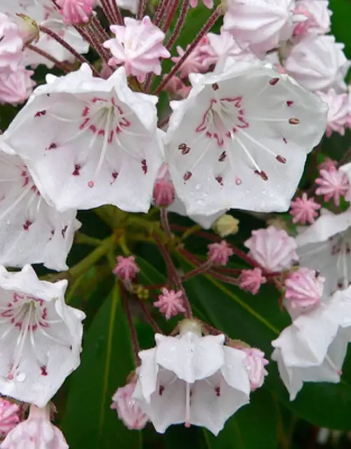 Kalmia latifolia 'Tiddlywinks' - PictureThis