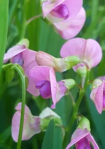 How to Prune Flat pea