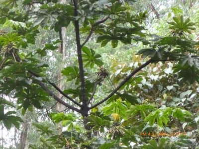 Cómo cultivar y cuidar una Yarumo negro