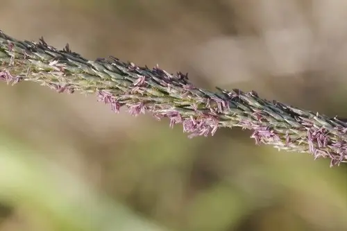 Rat-tail grass (Sporobolus africanus) Flower, Leaf, Care, Uses ...