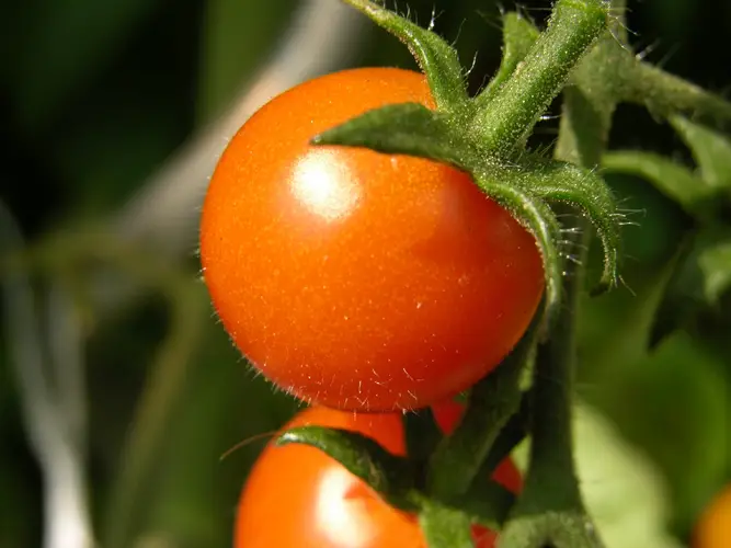 How to Plant and Grow Tomato(Solanum lycopersicum)