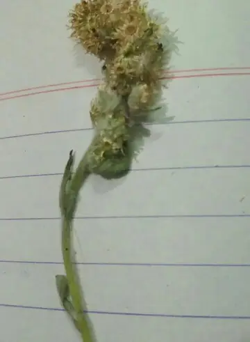 Broadleaf cottonrose (Filago pyramidata) Flower, Leaf, Care, Uses ...