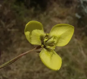 How to Prune Matrix uintjie