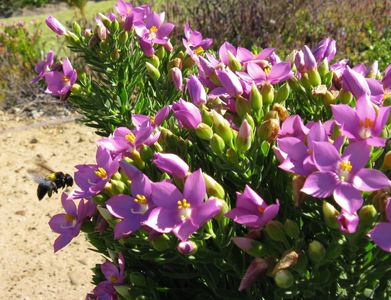Orphium - PictureThis