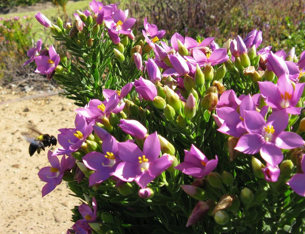 The Meaning and Symbolism of the Sea Rose: A Floral Guide