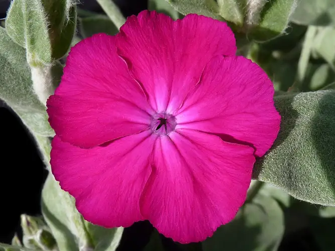 How to Plant and Grow Rose campion(Silene coronaria)